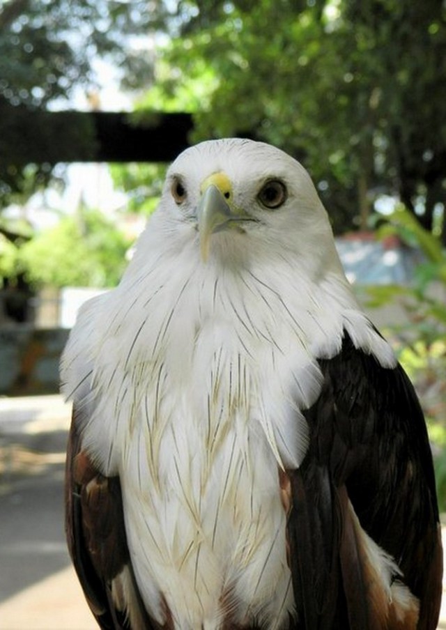 the zoo part 2: fowl play – the pauses between