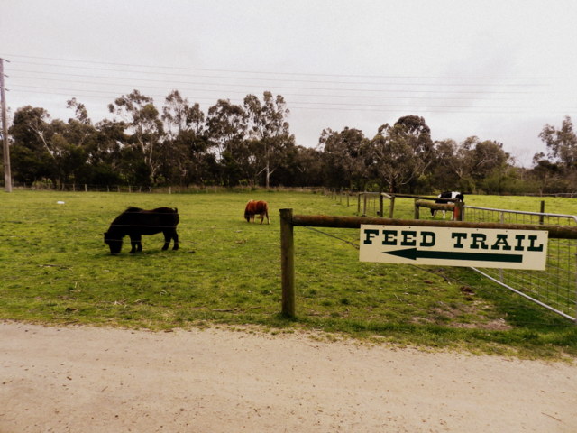 kangaroos and emus aside, they had llamas there at myuna farm too – the ...