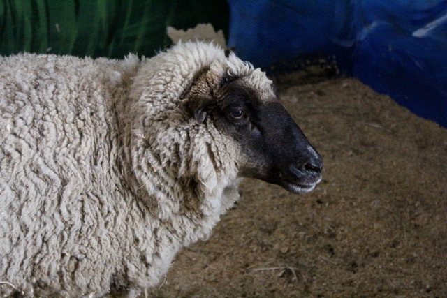kangaroos and emus aside, they had llamas there at myuna farm too – the ...
