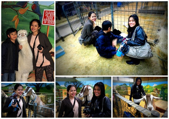 kangaroos and emus aside, they had llamas there at myuna farm too – the ...